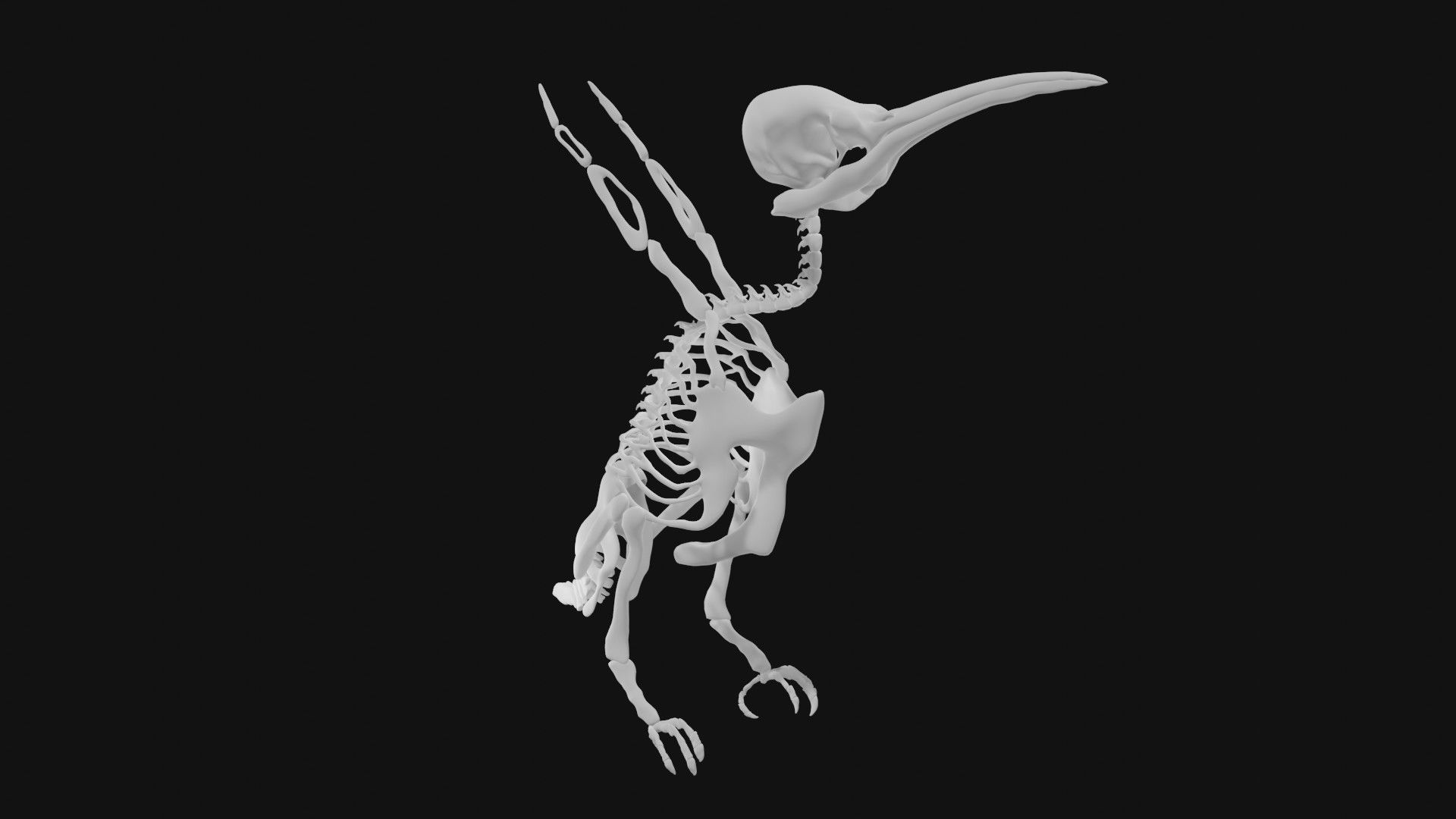 Hummingbird skeleton 3D model | CGTrader