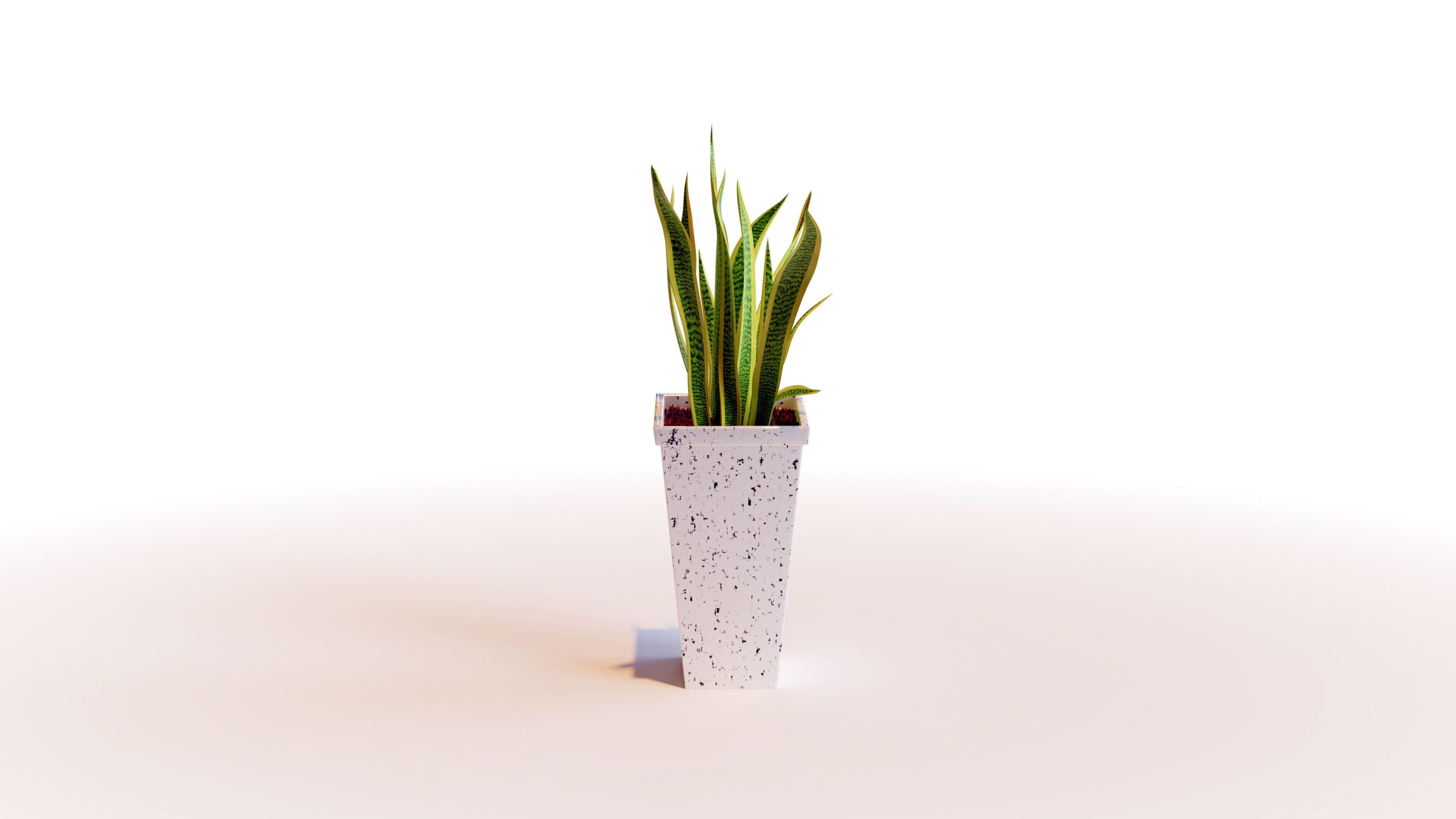 Snake Plant 3D model | CGTrader