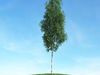 Archmodels vol 106 - Realistic Tress Collection 3D model | CGTrader