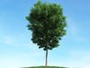 Archmodels vol 106 - Realistic Tress Collection 3D model | CGTrader