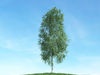Archmodels vol 106 - Realistic Tress Collection 3D model | CGTrader