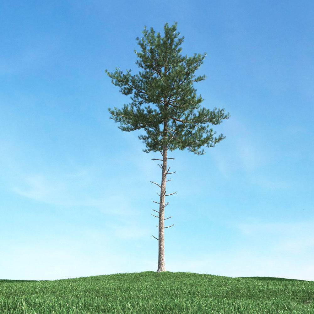 Archmodels vol 106 - Realistic Tress Collection 3D model | CGTrader