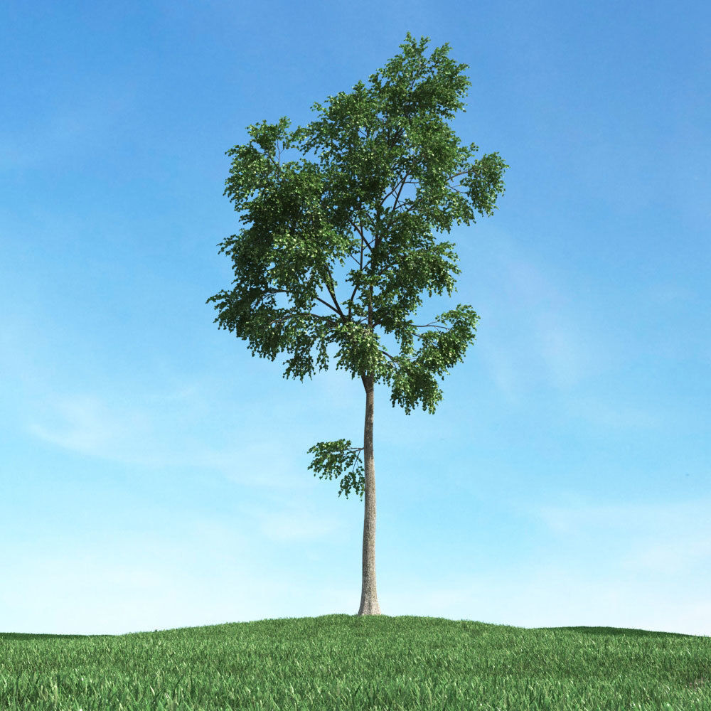 Archmodels vol 106 - Realistic Tress Collection 3D model | CGTrader