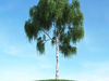 Archmodels vol 106 - Realistic Tress Collection 3D model | CGTrader