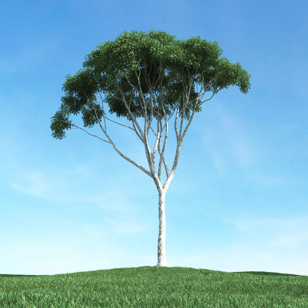 Archmodels vol 106 - Realistic Tress Collection 3D model | CGTrader