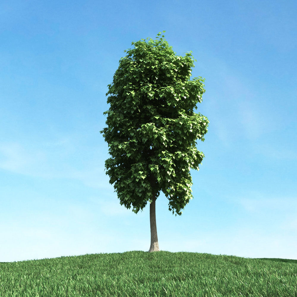 Archmodels vol 106 - Realistic Tress Collection 3D model | CGTrader