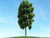 Archmodels vol 106 - Realistic Tress Collection 3D model | CGTrader