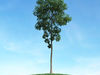 Archmodels vol 106 - Realistic Tress Collection 3D model | CGTrader