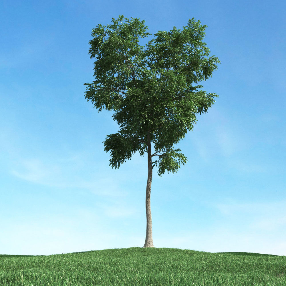 Archmodels vol 106 - Realistic Tress Collection 3D model | CGTrader