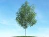 Archmodels vol 106 - Realistic Tress Collection 3D model | CGTrader