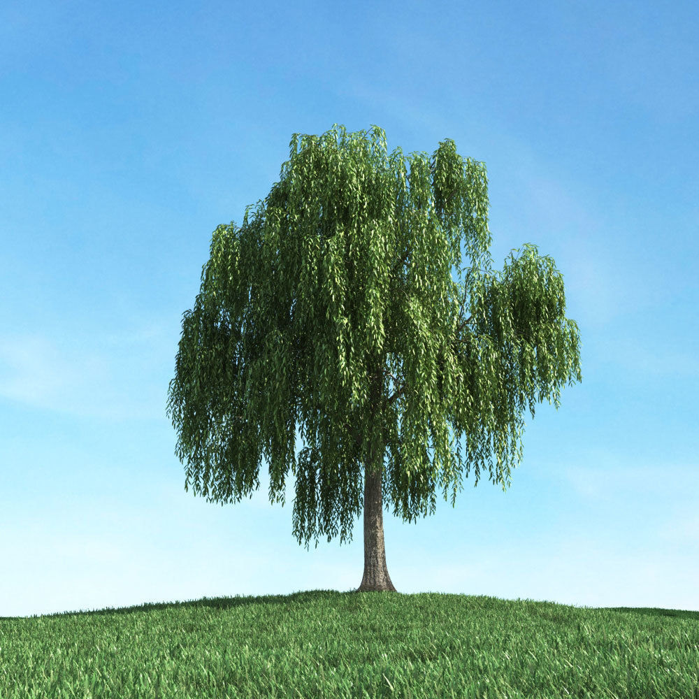 Archmodels vol 106 - Realistic Tress Collection 3D model | CGTrader
