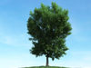 Archmodels vol 106 - Realistic Tress Collection 3D model | CGTrader