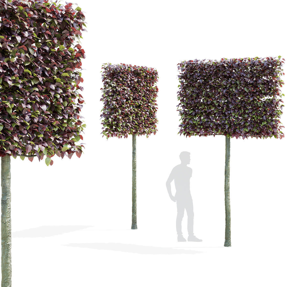 Fagus sylvatica purpurea pleached 3D model | CGTrader