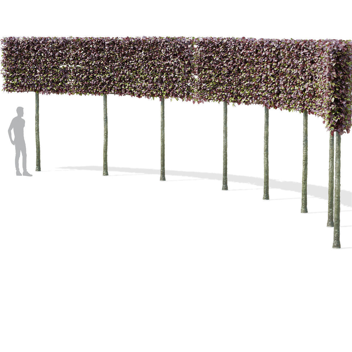 Fagus sylvatica purpurea pleached 3D model | CGTrader