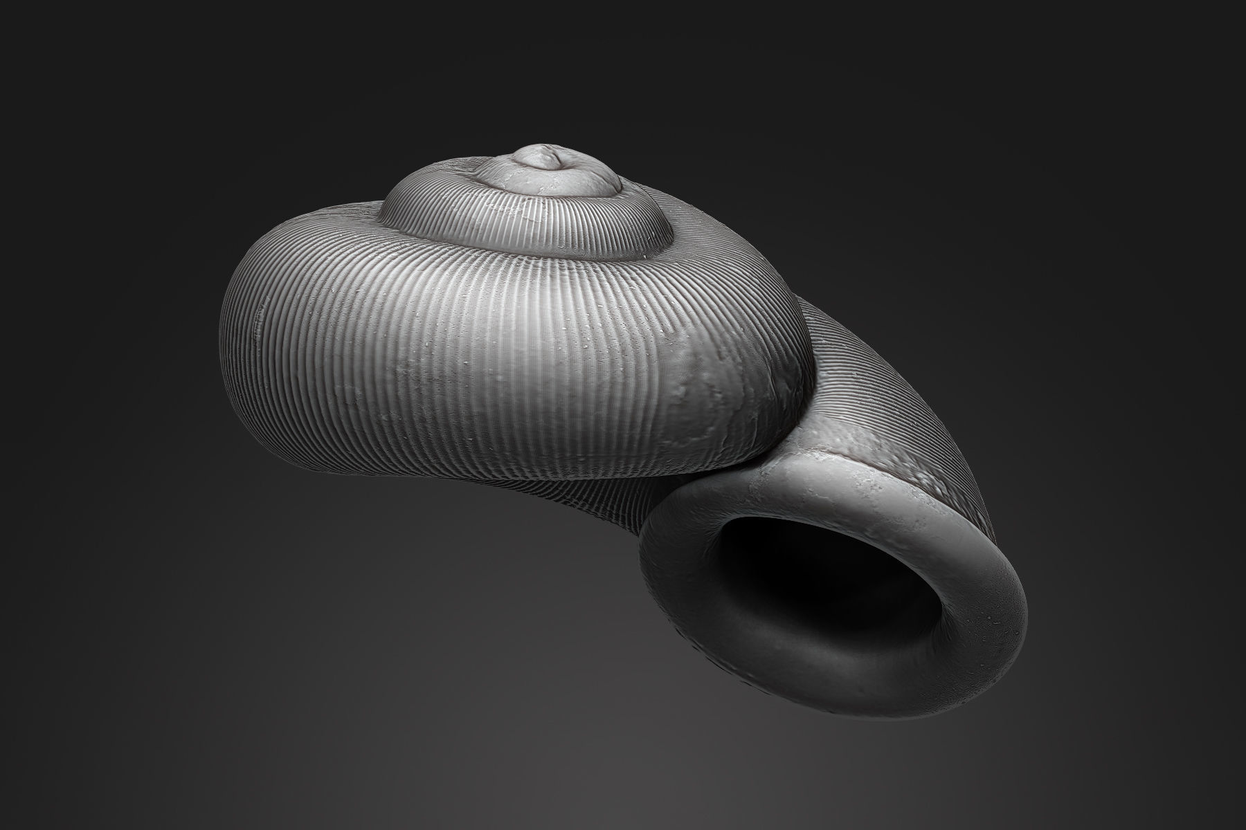 Seashells Vol 2 High-poly 3D model 3D model 3D printable | CGTrader