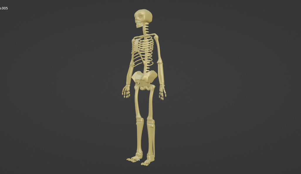 HUMAN skeleton 3D model | CGTrader
