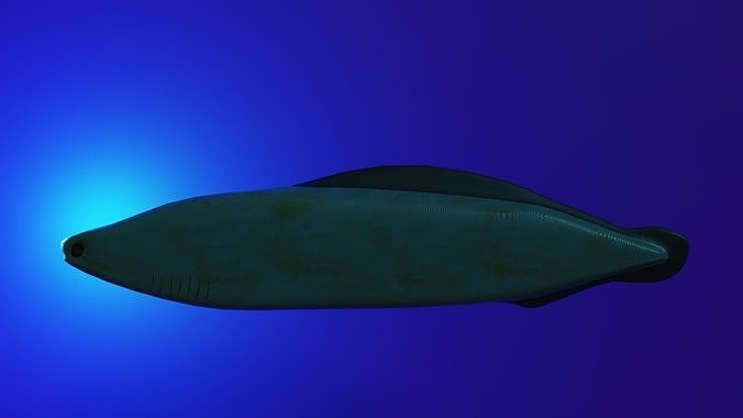 Haikouichthys Extinct Cambrian Fish free VR / AR / low-poly 3D model ...