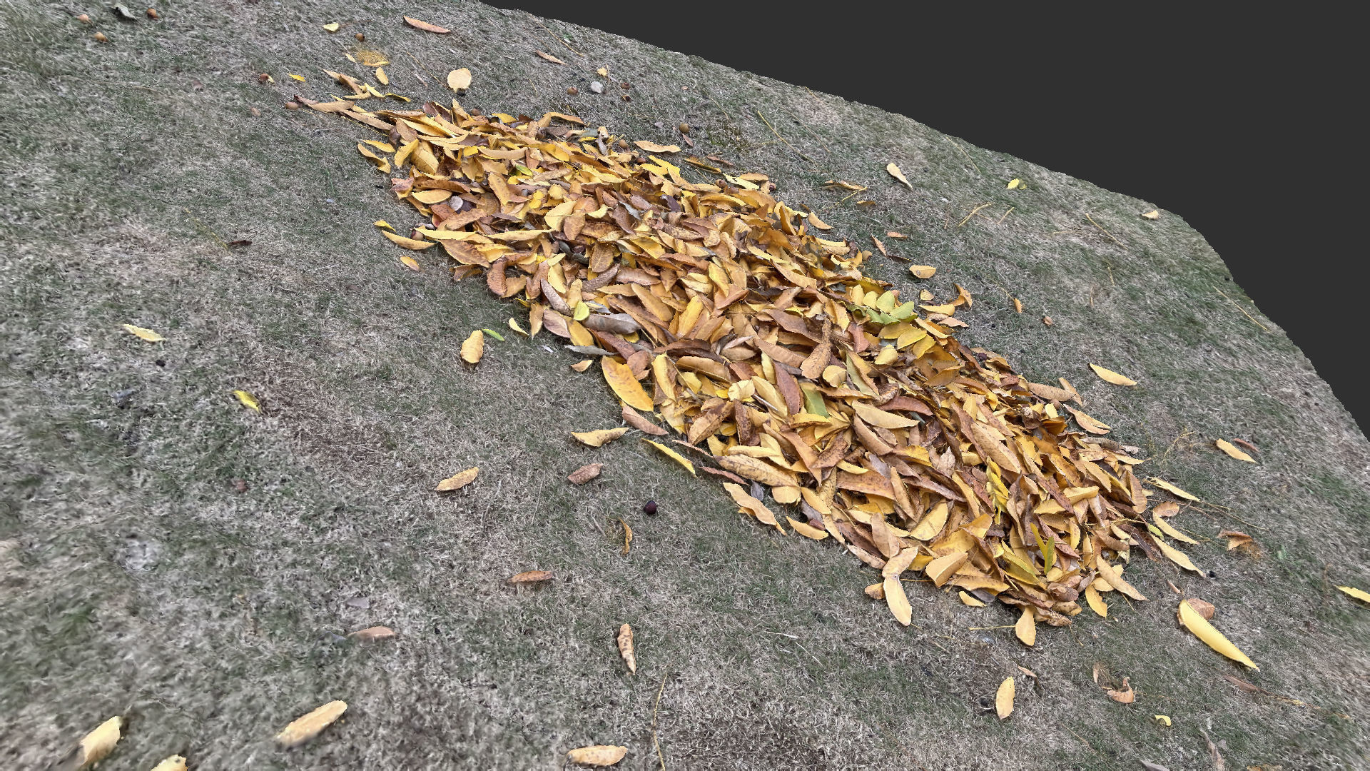 Leaves on the ground 3d scan 3D model | CGTrader
