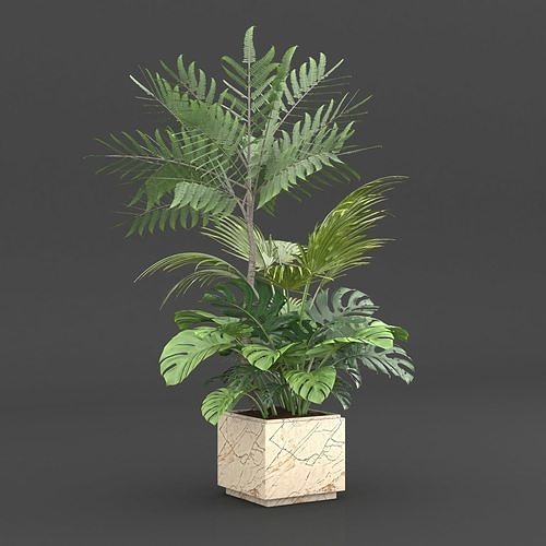 Indoor Plants Set 02 free 3D model | CGTrader