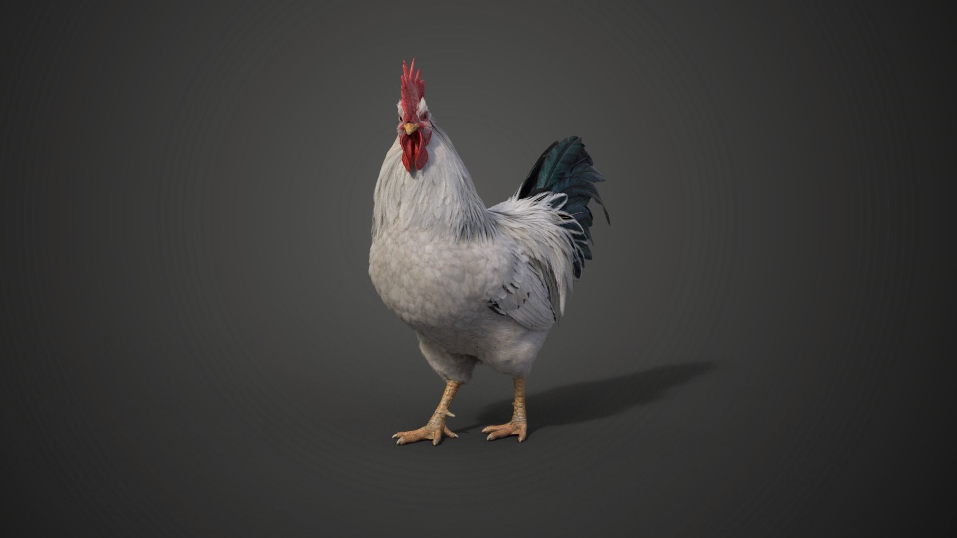 White Chicken Animated VFX Grace 3D model animated rigged | CGTrader