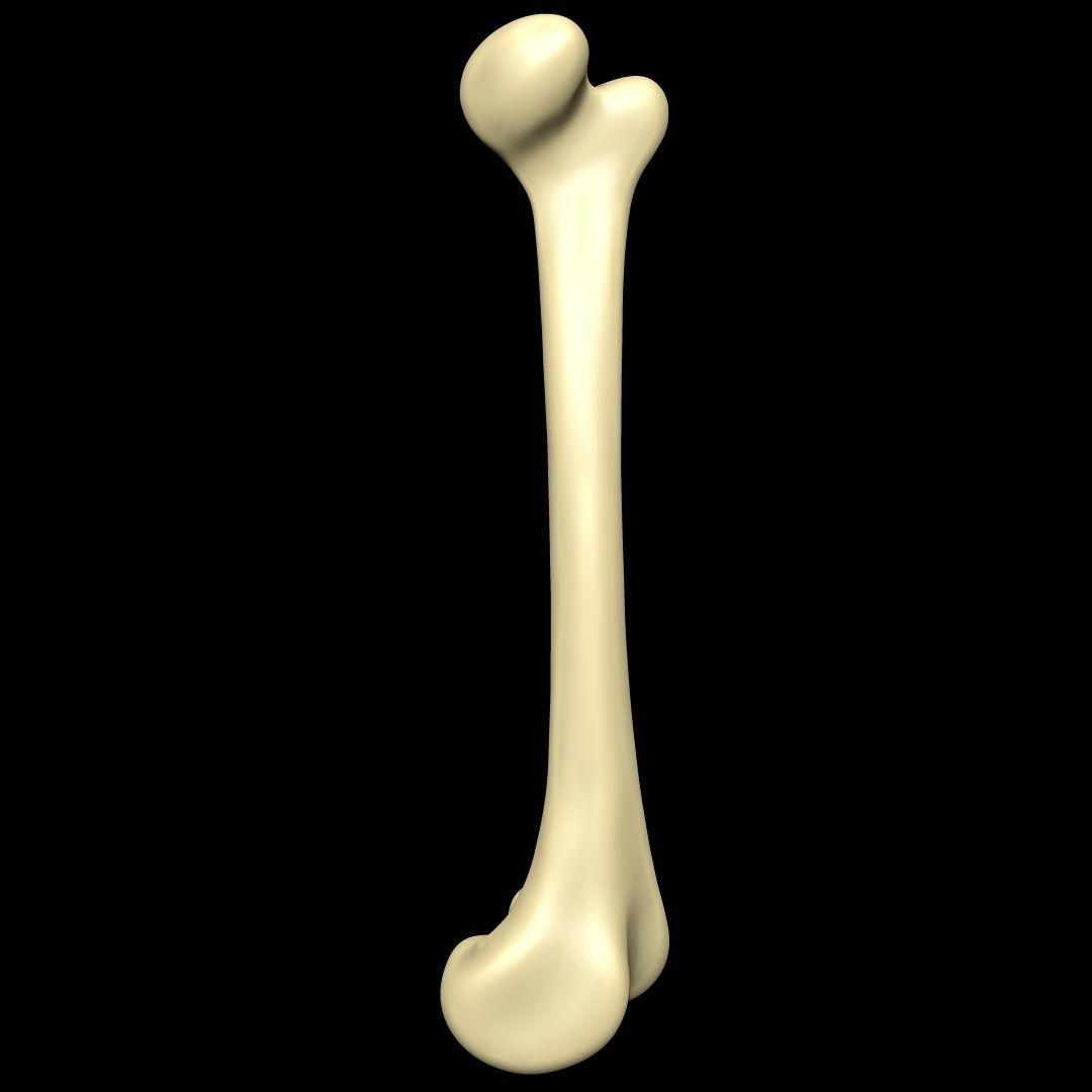 Bone skeleton 3D model | CGTrader
