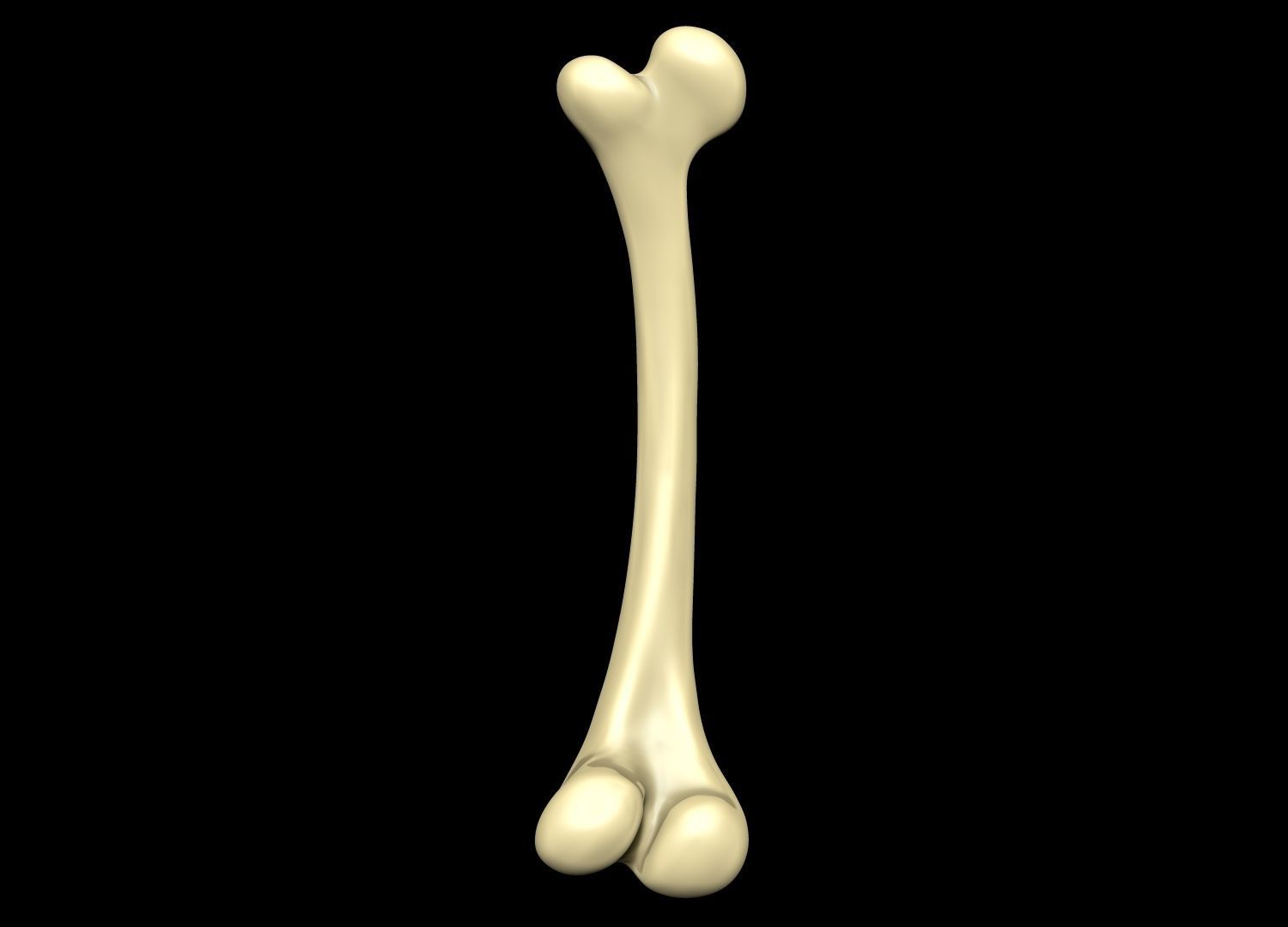 Bone skeleton 3D model | CGTrader