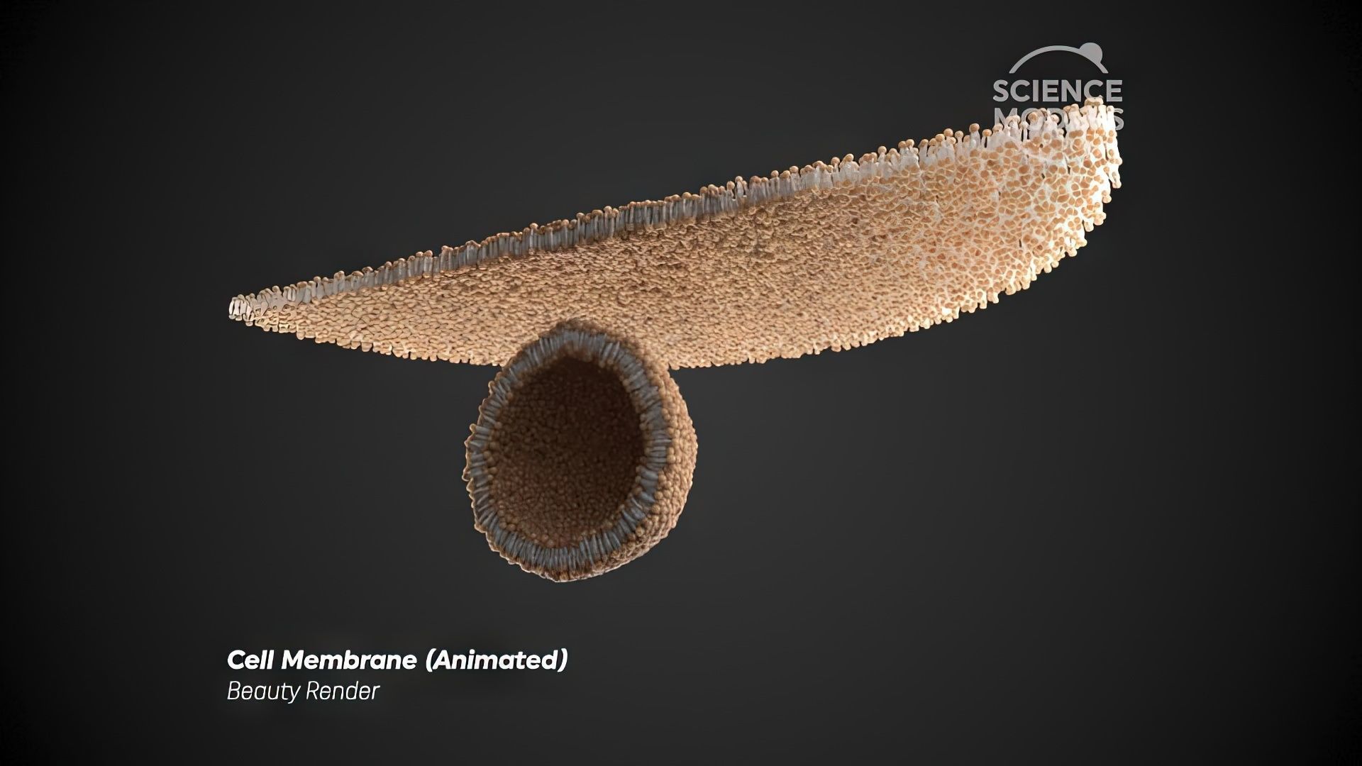 Cell Membrane Transcytosis Animation 3D model animated | CGTrader