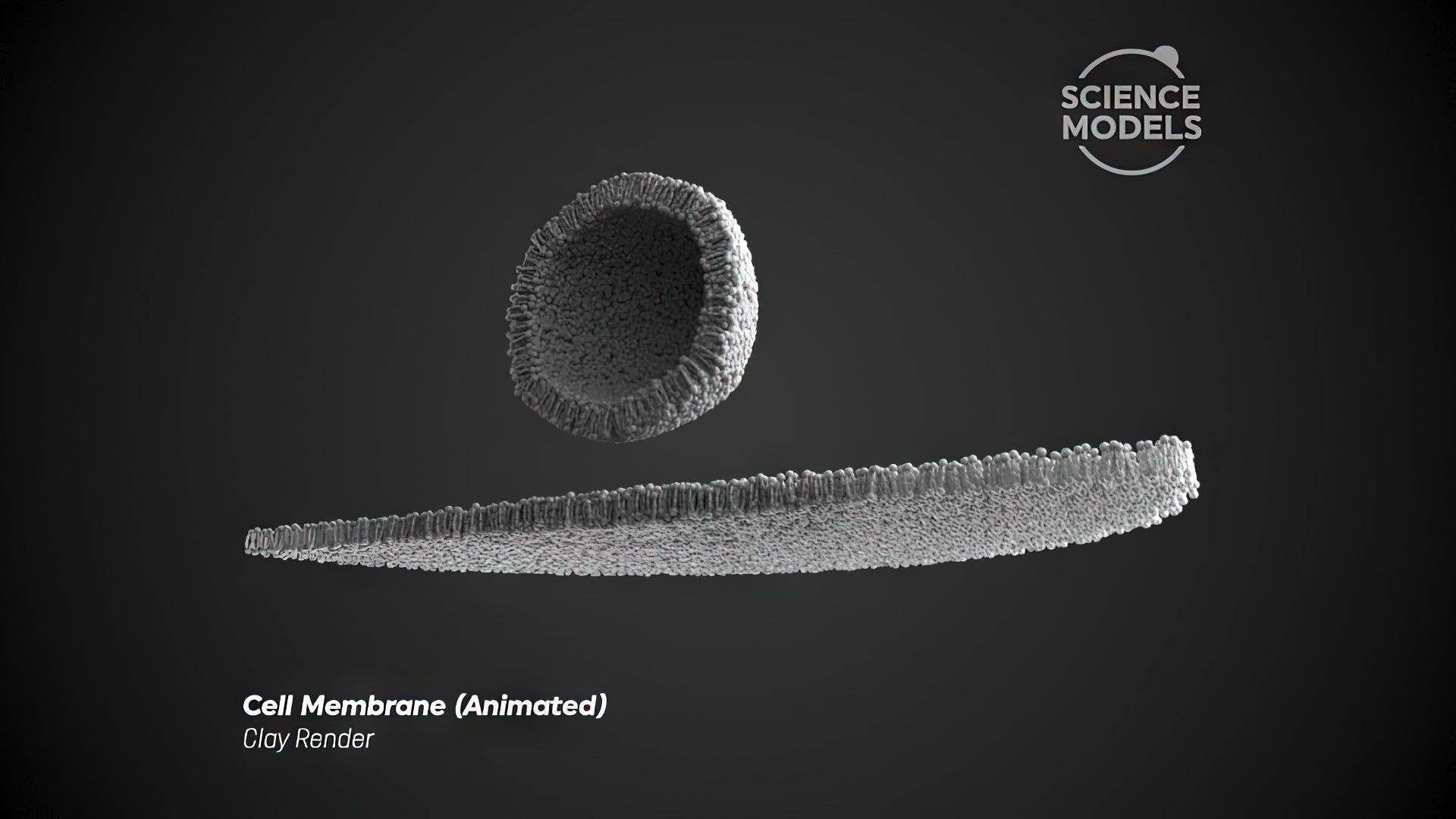 Cell Membrane Transcytosis Animation 3D model animated | CGTrader