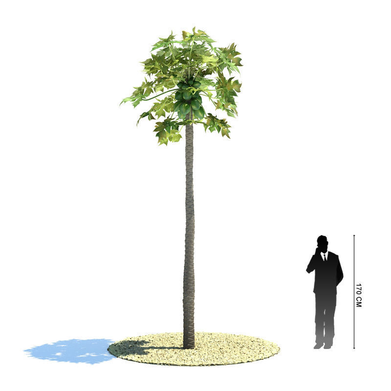 Archmodels vol 85 - Tropical Trees Collection 3D model | CGTrader