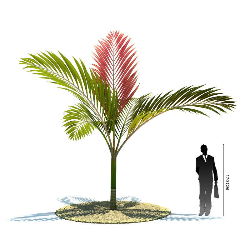 Archmodels vol 85 - Tropical Trees Collection 3D model | CGTrader