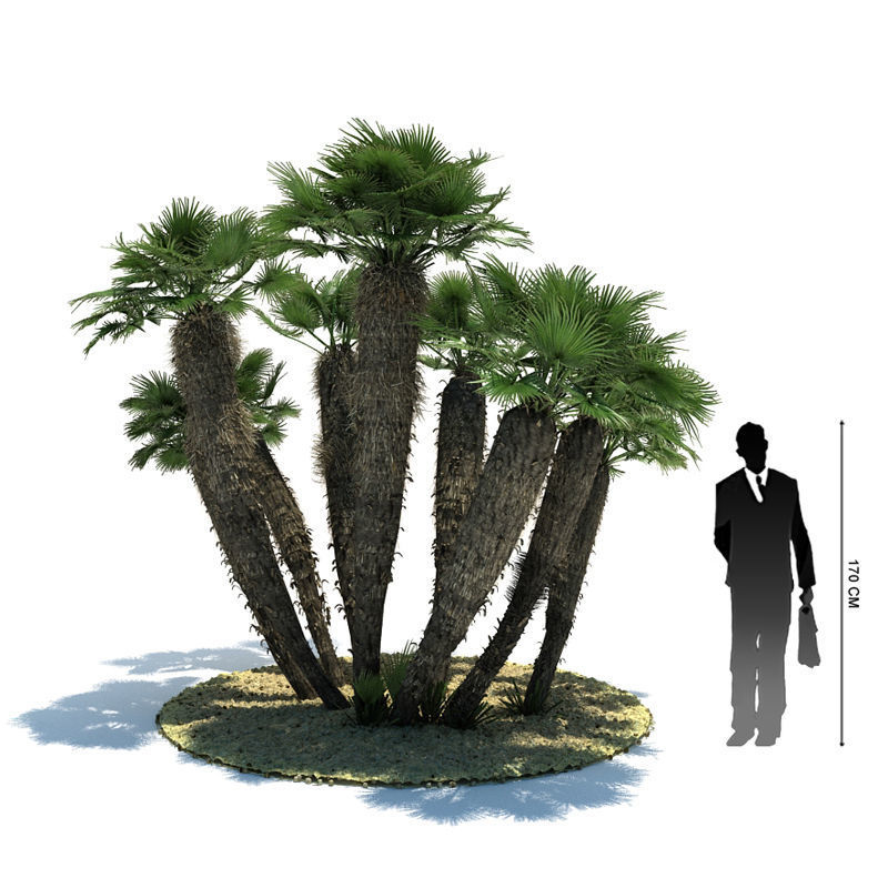 Archmodels vol 85 - Tropical Trees Collection 3D model | CGTrader