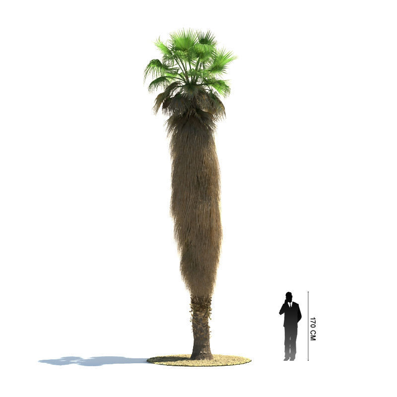 Archmodels vol 85 - Tropical Trees Collection 3D model | CGTrader