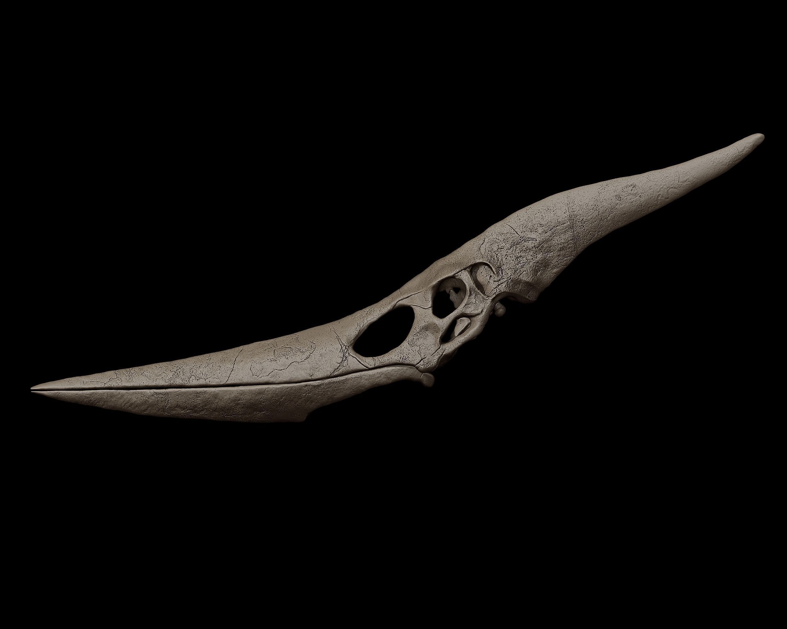 Pteranodon Skull 3d Print Model 3D model 3D printable | CGTrader