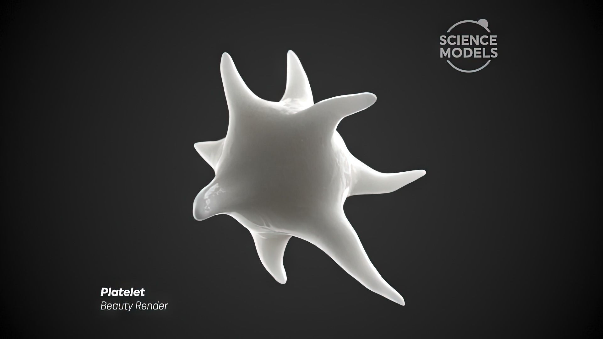 Platelet Cell 3D model | CGTrader