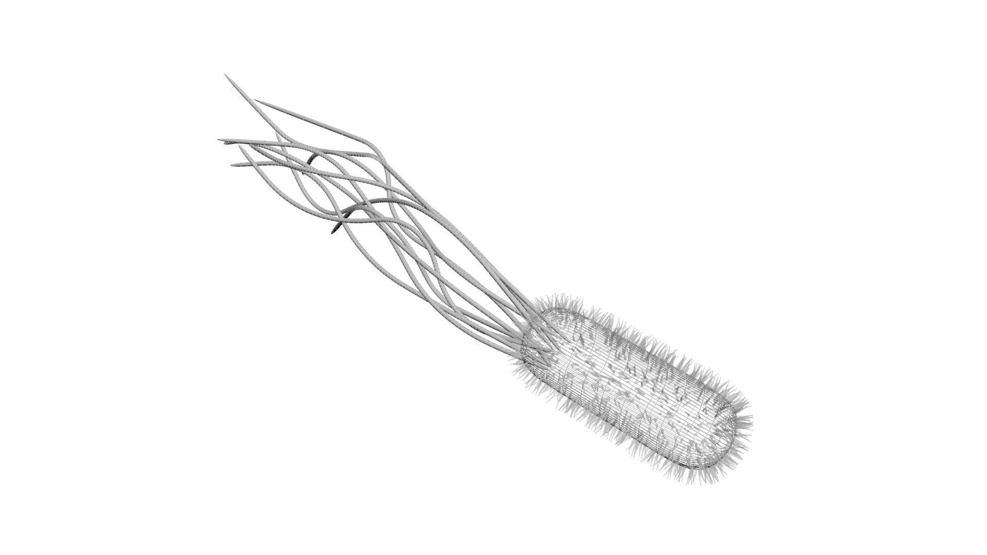 Bacteria 3D model | CGTrader