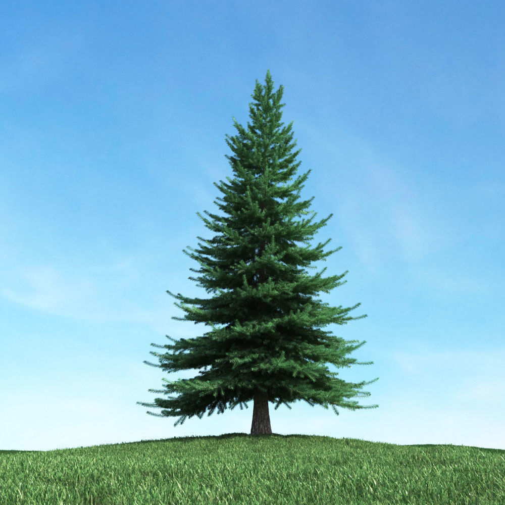 Archmodels vol 117 - Realistic Tree Collection 3D model | CGTrader