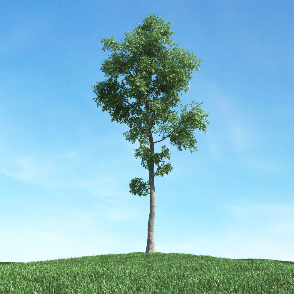 Archmodels vol 117 - Realistic Tree Collection 3D model | CGTrader
