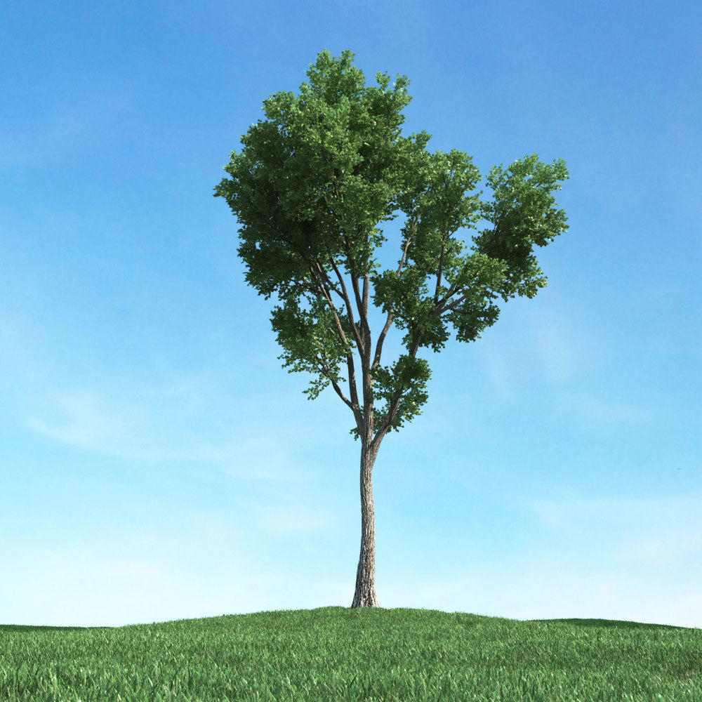 Archmodels vol 117 - Realistic Tree Collection 3D model | CGTrader