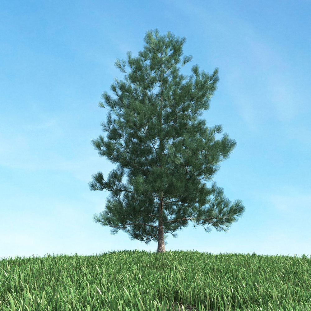 Archmodels vol 117 - Realistic Tree Collection 3D model | CGTrader