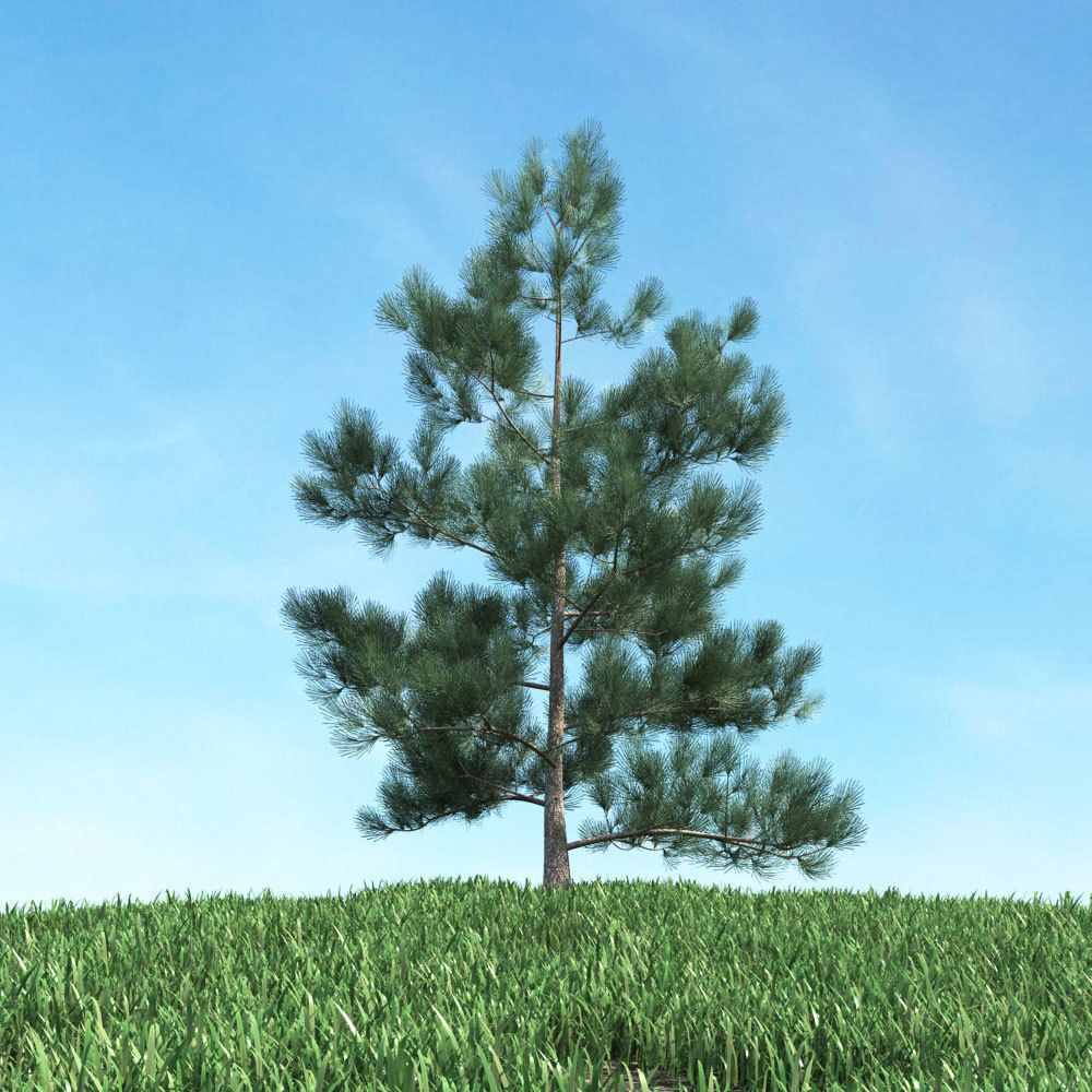 Archmodels vol 117 - Realistic Tree Collection 3D model | CGTrader