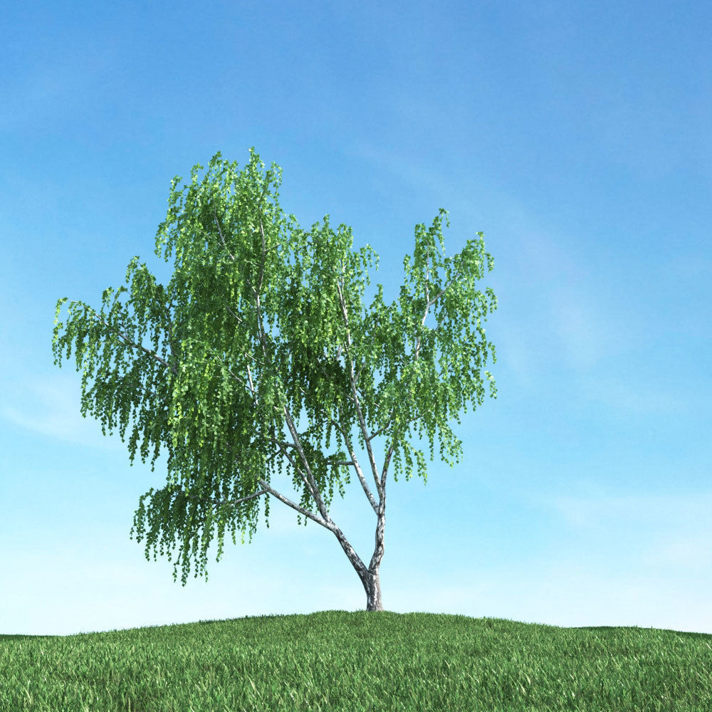 Archmodels vol 117 - Realistic Tree Collection 3D model | CGTrader