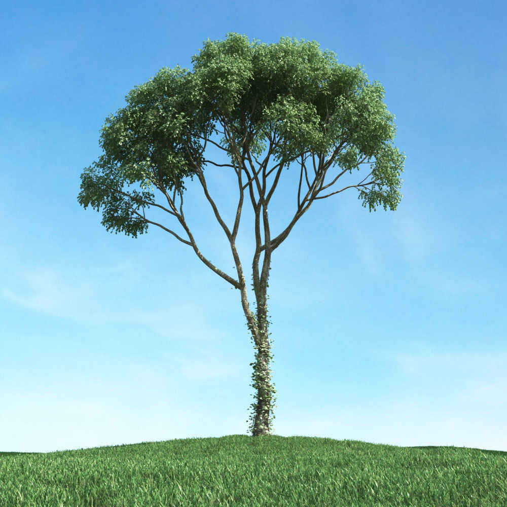 Archmodels vol 117 - Realistic Tree Collection 3D model | CGTrader