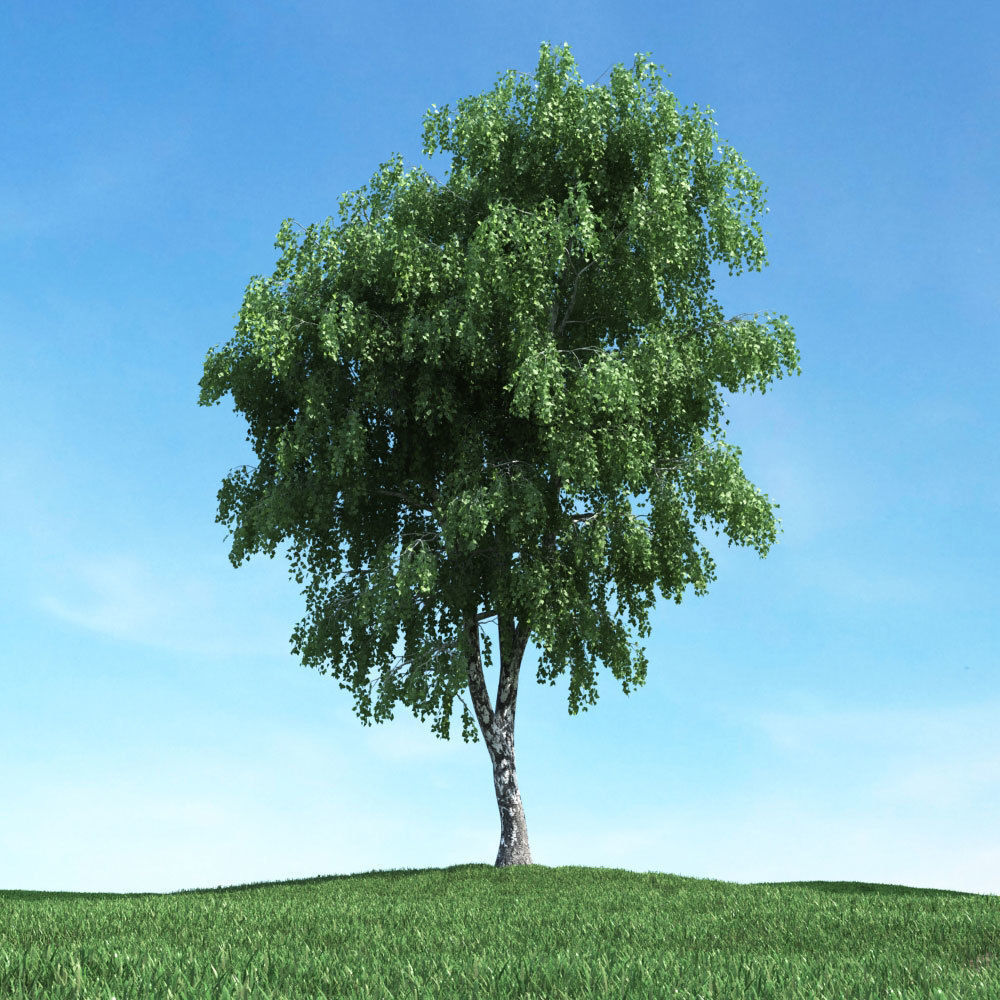 Archmodels vol 117 - Realistic Tree Collection 3D model | CGTrader