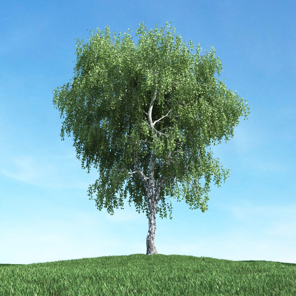 Archmodels vol 117 - Realistic Tree Collection 3D model | CGTrader