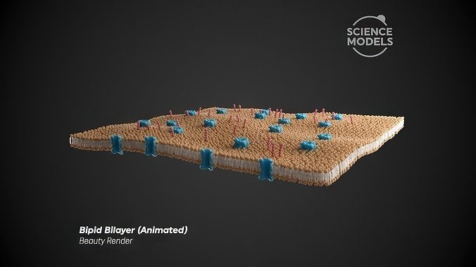 Lipid Bilayer 3D model animated | CGTrader