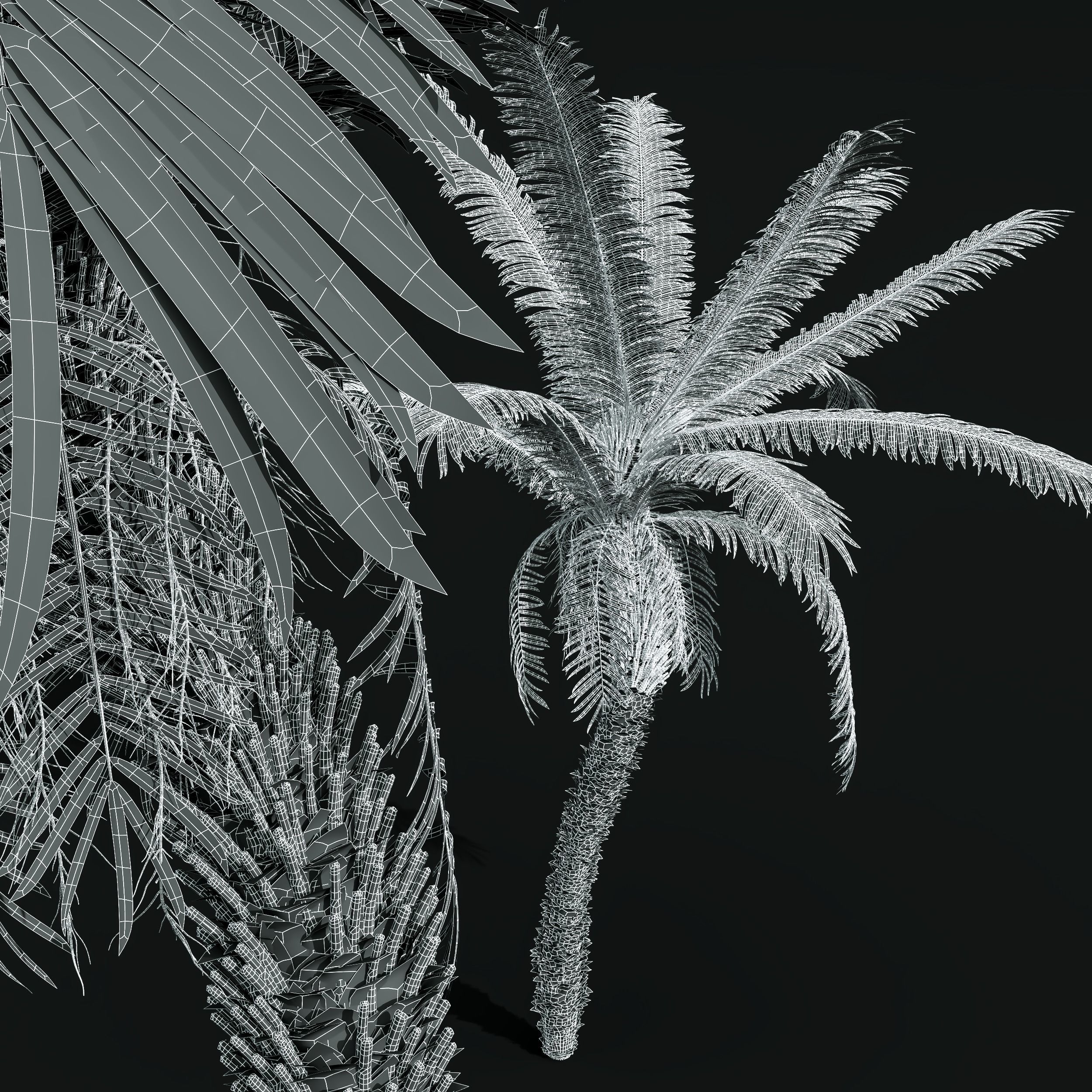 New Plant Alsophila Spinulosa Fern Brainea Insignis 3D model | CGTrader