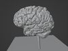 Real Human Brain With Brainstem - Surface Model 3D model | CGTrader