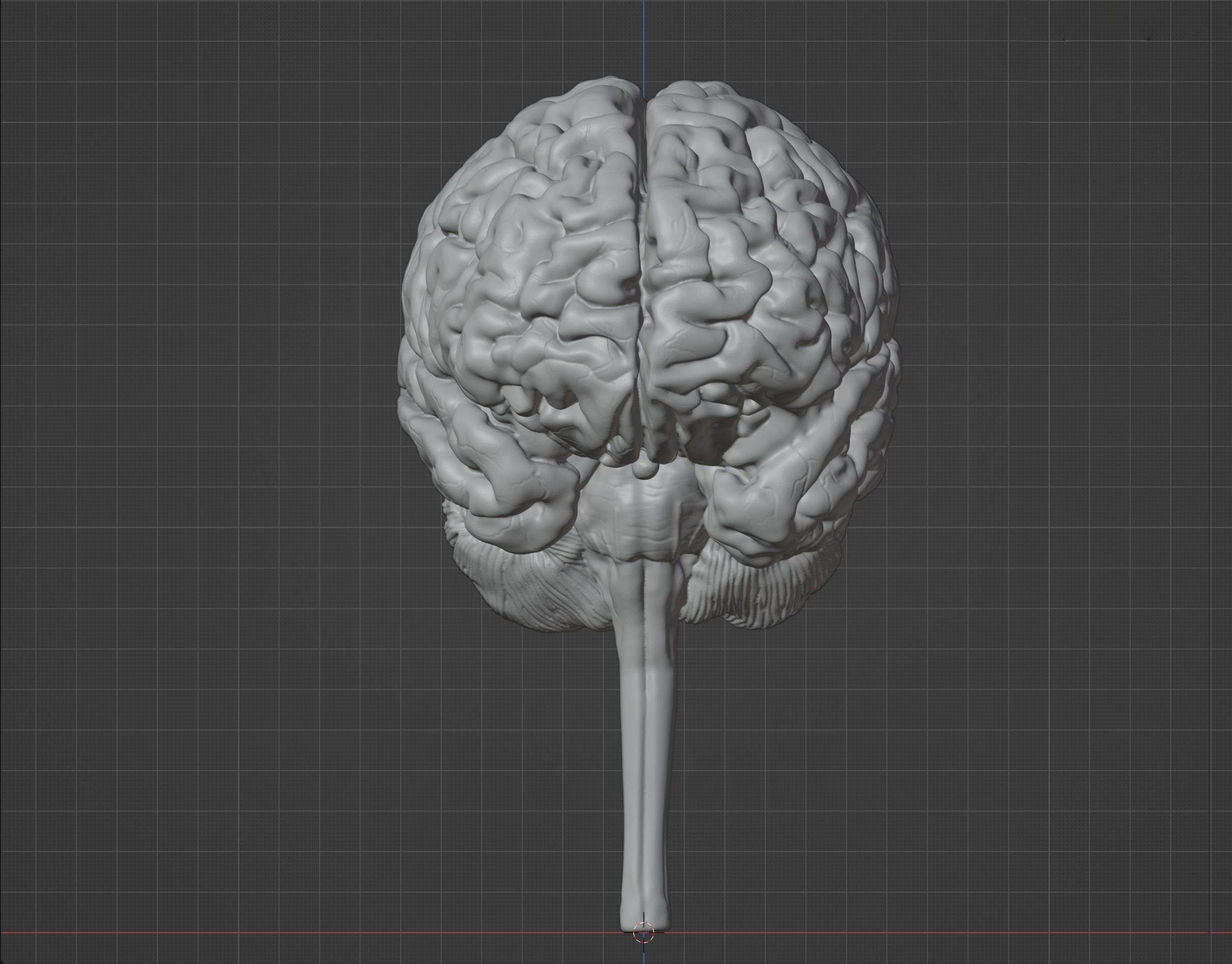Real Human Brain With Brainstem - Surface Model 3D model | CGTrader