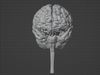 Real Human Brain With Brainstem - Surface Model 3D model | CGTrader