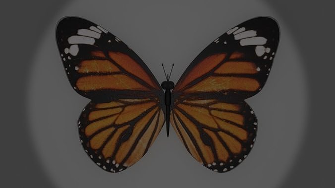 BUTTER FLY MODELING 3D model | CGTrader